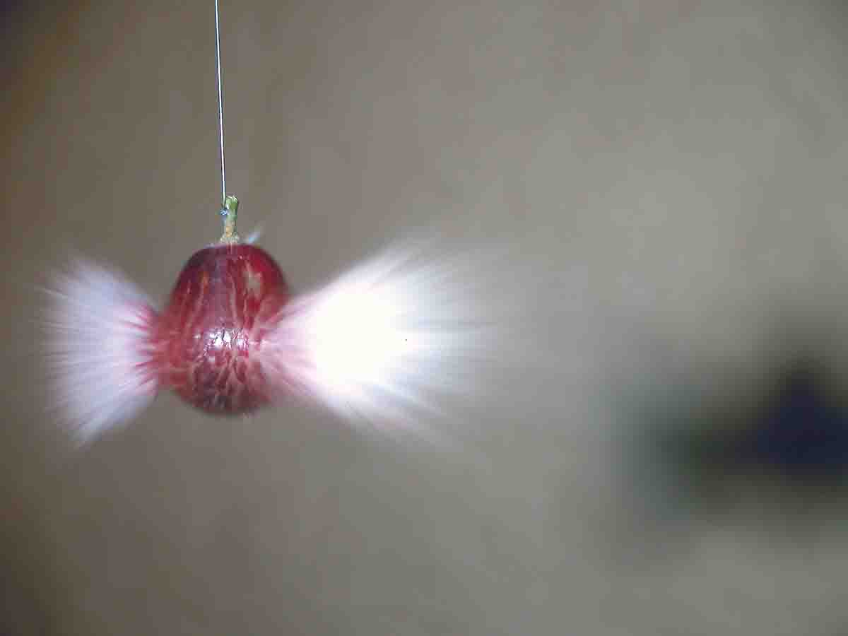 Varmint Grenade | RifleMagazine