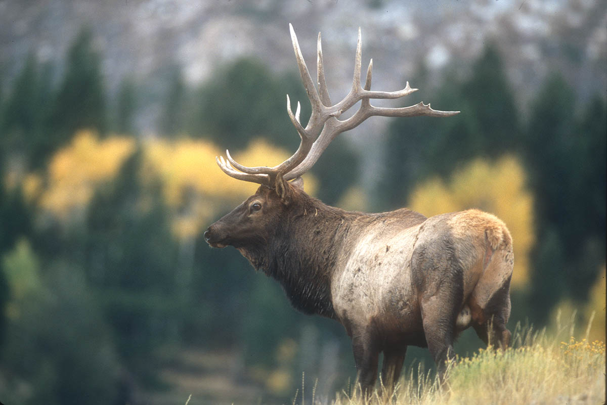 Big Medicine for Elk | RifleMagazine
