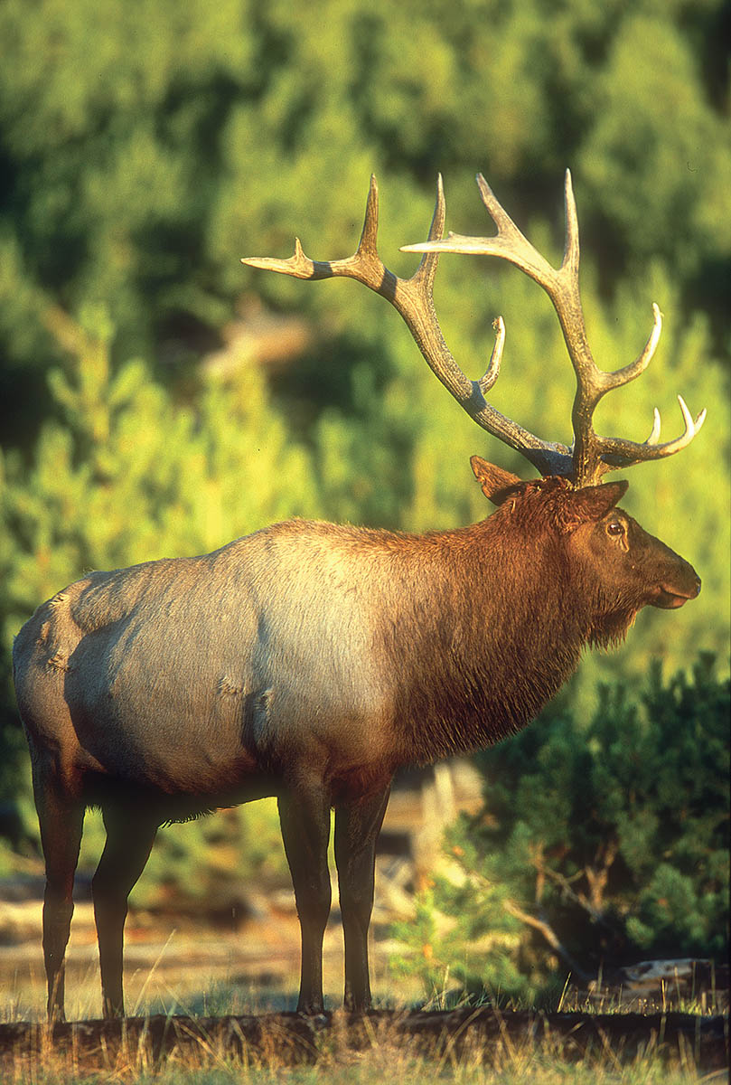 Big Medicine for Elk | RifleMagazine